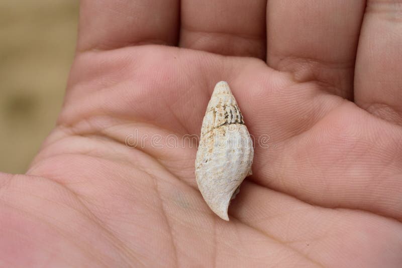 Dreaming of the sea stock photo. Image of shell, summertime - 89784040