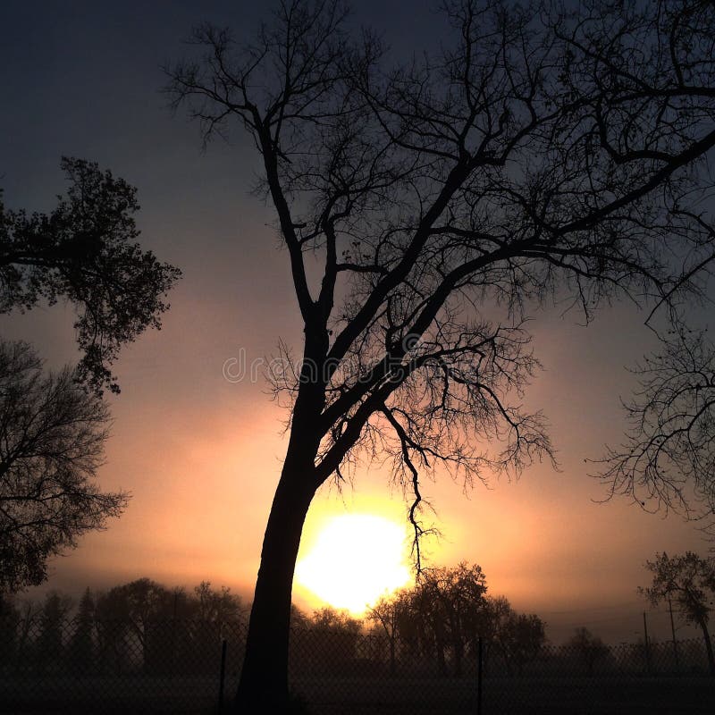 The Dreaming Tree stock photo. Image of tree, grand, backlit - 85022706