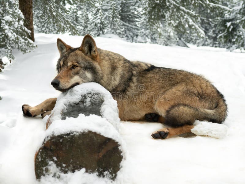 Dreaming Wolf Lying on a Log in the Forest in Winter Stock Photo ...