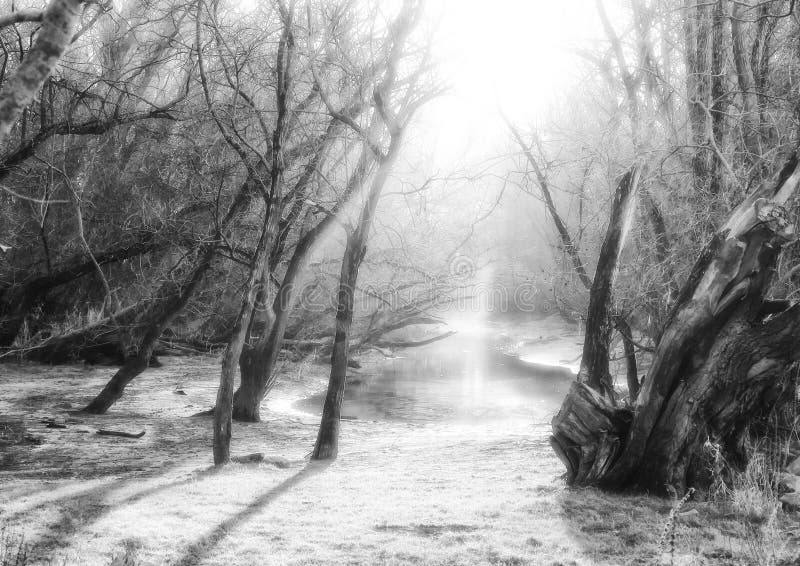 Dreamlike Scenery in the Forest with a Pond Stock Photo - Image of ...