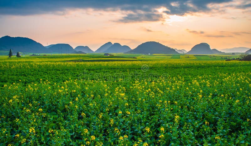 Dreamlike Scenery of Flower Sea in Spring Stock Photo - Image of rays ...