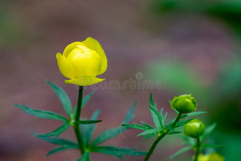 Dreamlike Flower Encased in a Glowing Transparent Bubble Stock Photo ...