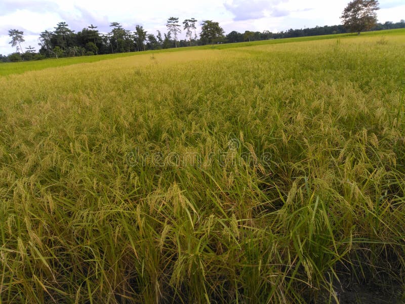 Labour in a paddy field stock photo. Image of environment - 123640480