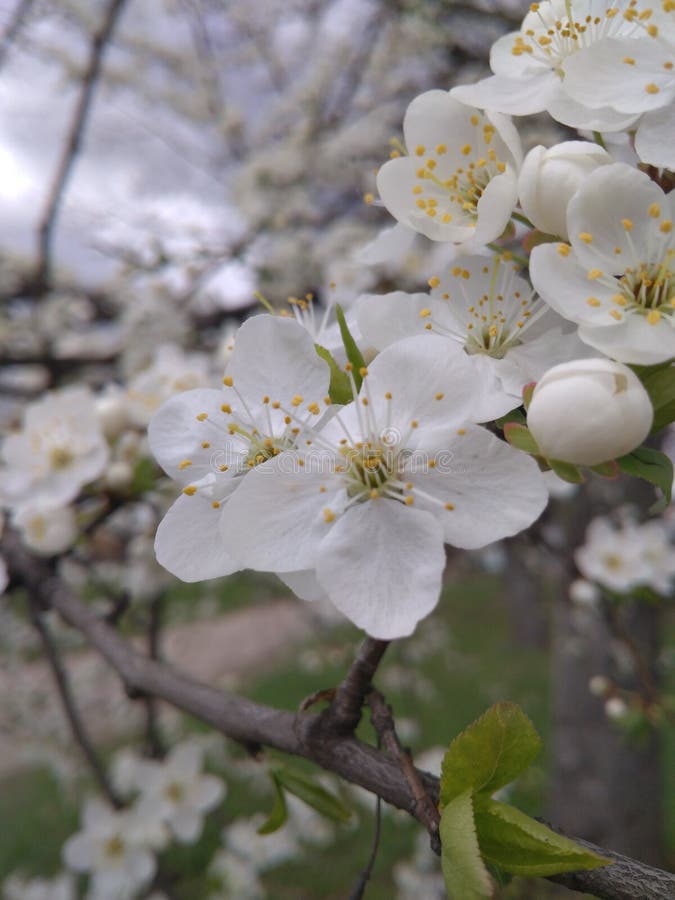 Dreams. Spring. Ukrainian Cherry Stock Image - Image of blossom ...
