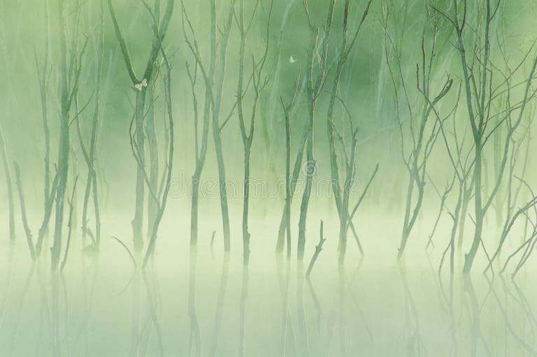 Mystical Foggy Forest with Bare Trees and Butterfly in Green Haze Stock ...