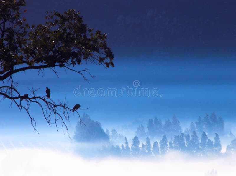 Dreamstime stock photo. Image of mist, africa, awakening - 3714220