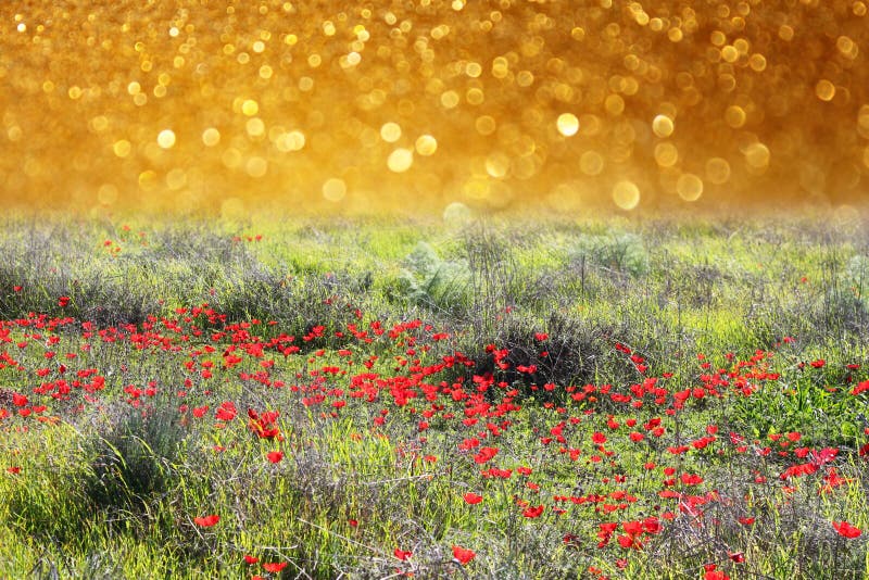 Dreamy Abstract Poppy Field with Glitter Lights Background Stock Image ...