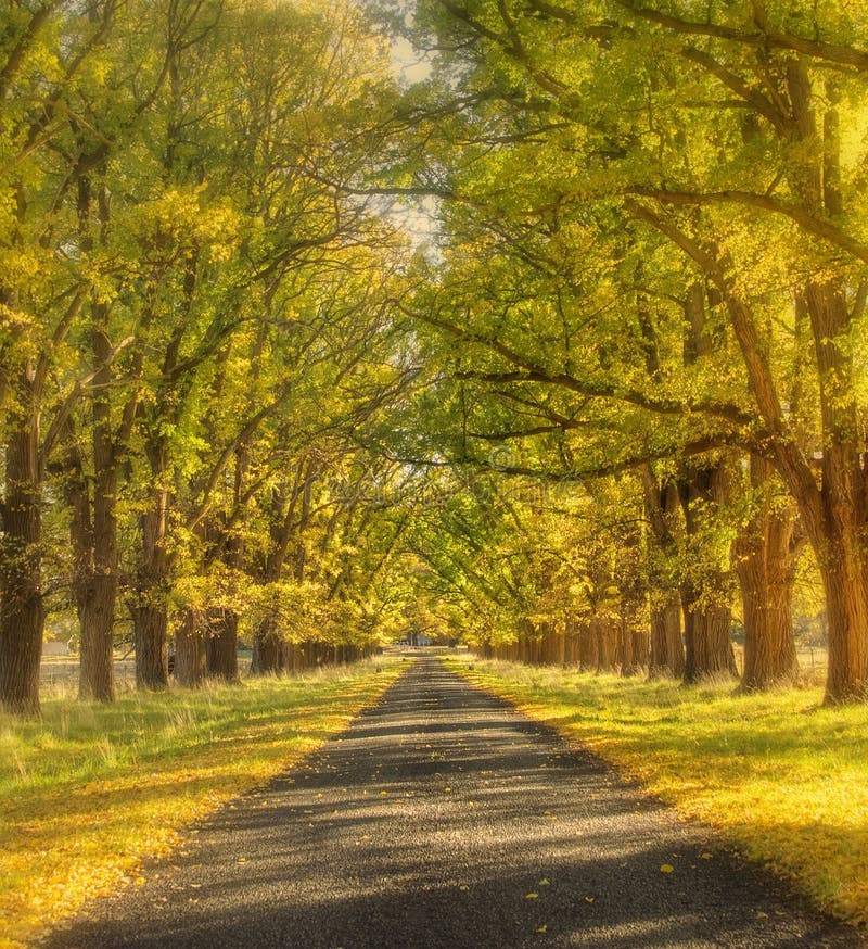 Autumn trees lining road stock image. Image of foliage - 11020749