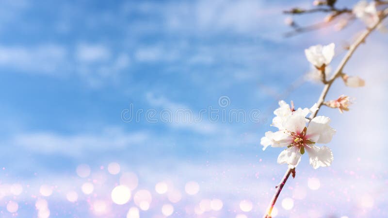 Dreamy Background of Spring Blossom Tree. Selective Focus Stock Image ...