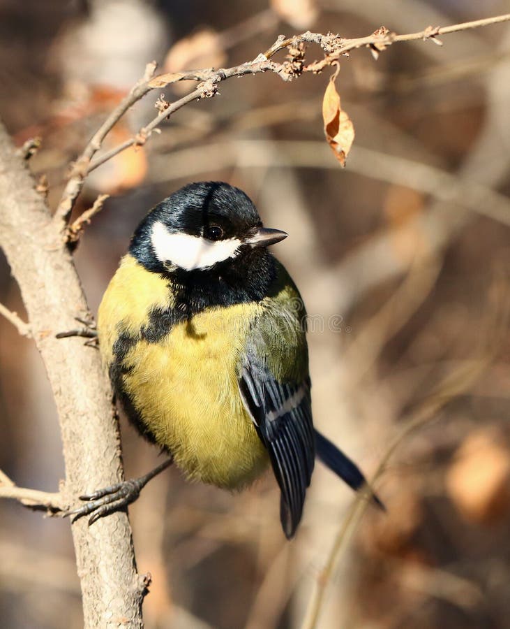 Dreamy birdy stock photo. Image of branch, beak, dreaming - 49627408