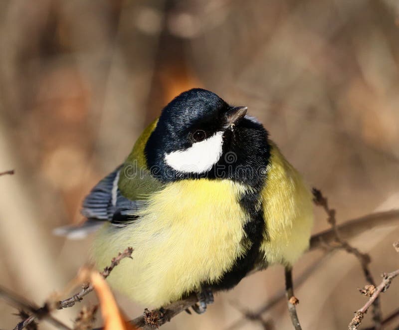 Dreamy birdy stock image. Image of curious, cold, grasp - 49707763