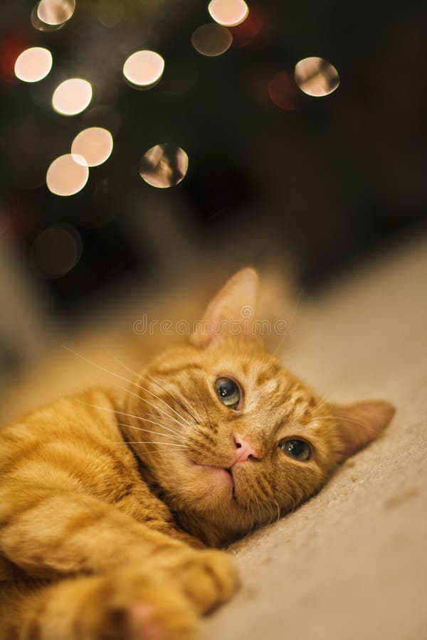 Dreamy Cat Christmas Lights Stock Image - Image of focus, stare: 7494327