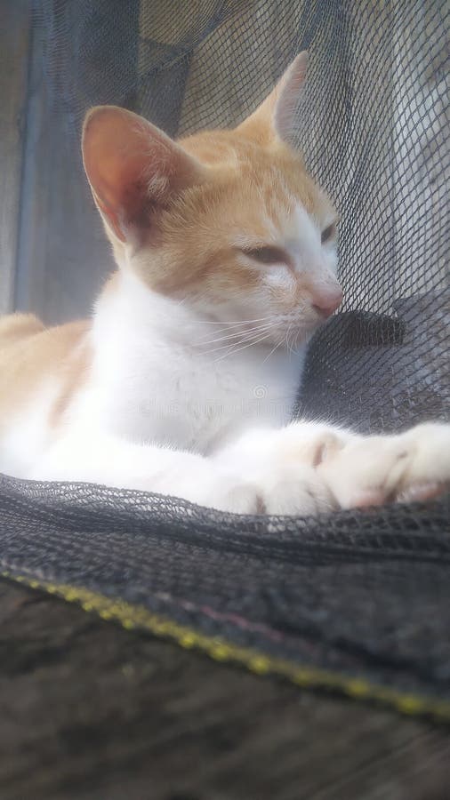 Dreamy cat stock photo. Image of whiskers, nose, dreamy - 222372370