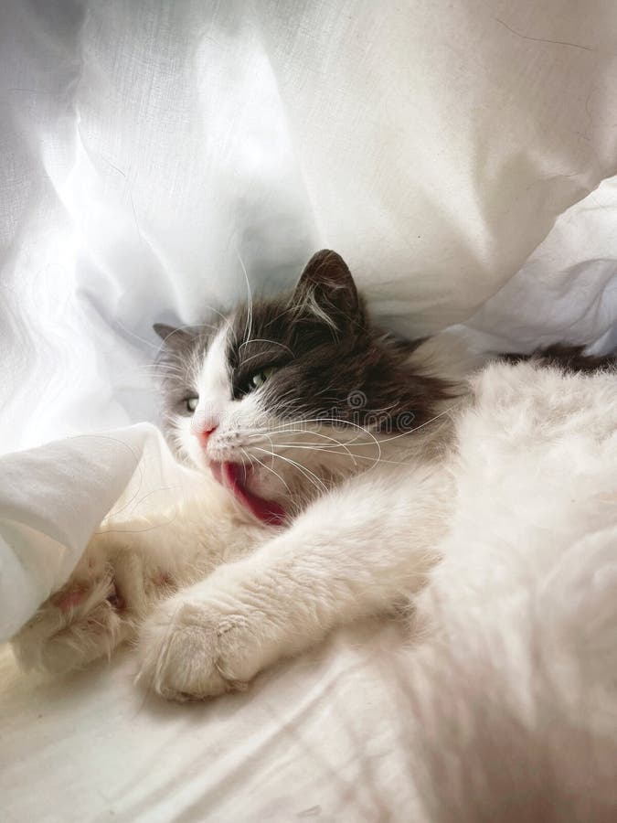 Dreamy cat stock image. Image of animal, cute, dreamy - 289755533