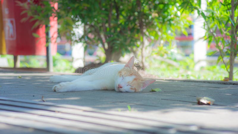 Dreamy Cat on the Summer Sleeping Stock Image - Image of carnivore ...