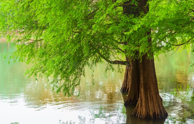 The Dreamy Cedar Forest by the Lake in Spring Stock Photo - Image of ...