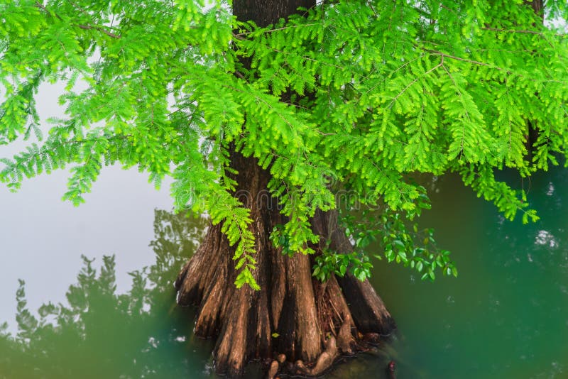 The Dreamy Cedar Forest by the Lake in Spring Stock Photo - Image of ...