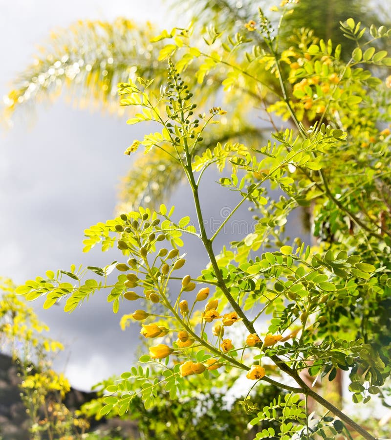 Dreamy Coultea stock image. Image of flowers, plant - 180323721