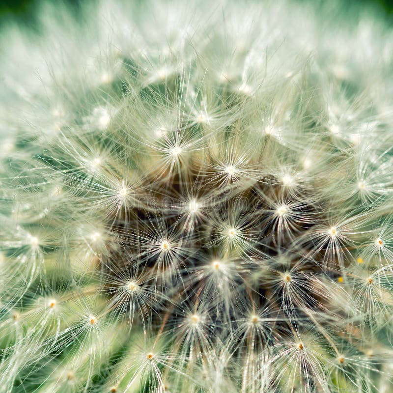 Abstract Burst of a Dandelion Parachute Ball Stock Photo - Image of ...