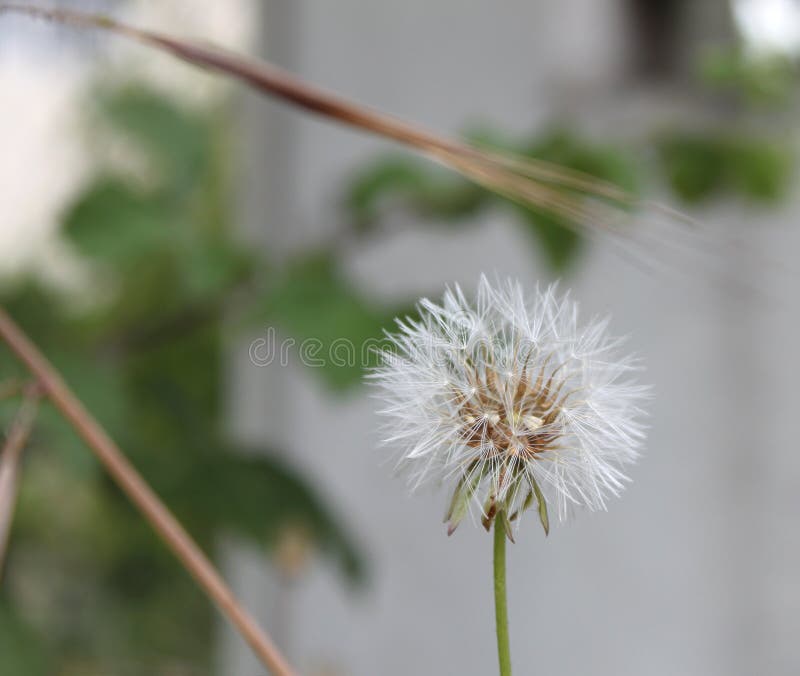 Dreamy Dandelion stock image. Image of fuzz, bloom, seeds - 116024983