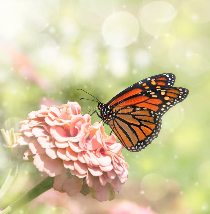 Dreamy Butterfly stock image. Image of abstract, green - 49646089