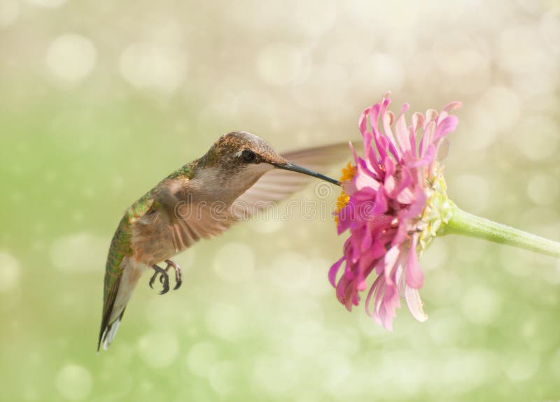 Dreamy Image of a Ruby-throated Hummingbird Stock Photo - Image of ...