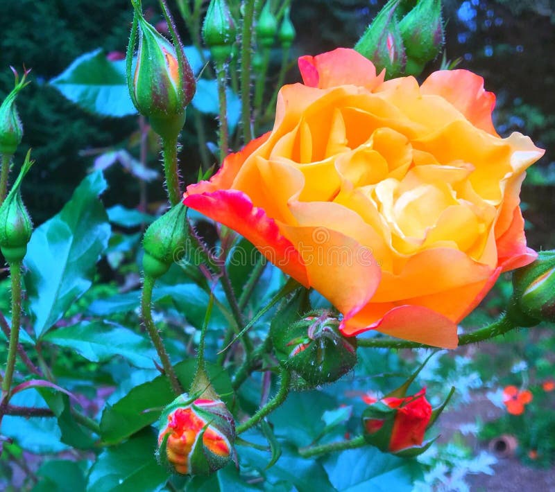 Dreamy Rose Abstract Background Stock Photo - Image of flora, beautiful ...