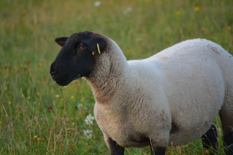 Sad Sheep Stock Images - Download 892 Royalty Free Photos