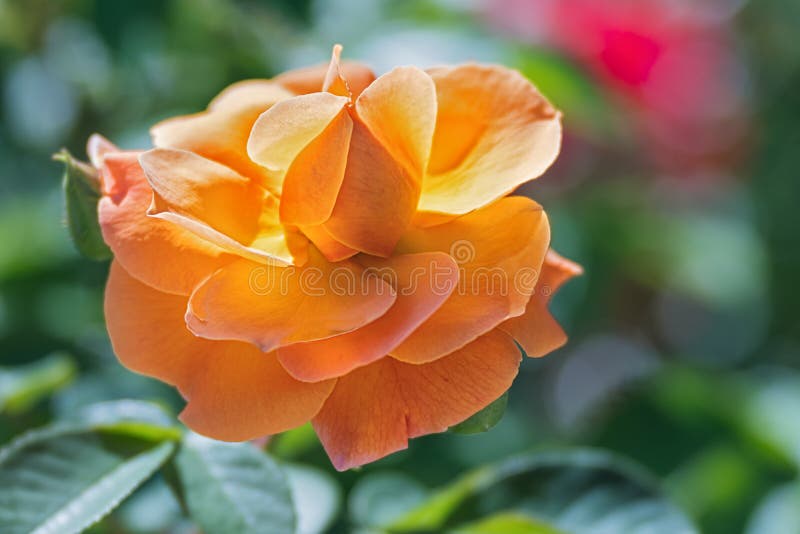 Dreamy Shot of a Salmon Colored Rose Stock Photo - Image of floral ...