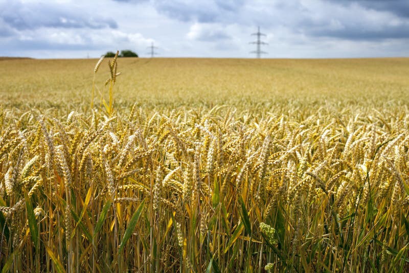 Spike Field stock photo. Image of cultivate, closeup - 47963840