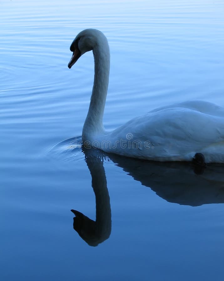 Dreamy swam on a lake stock photo. Image of tale, swim - 721692