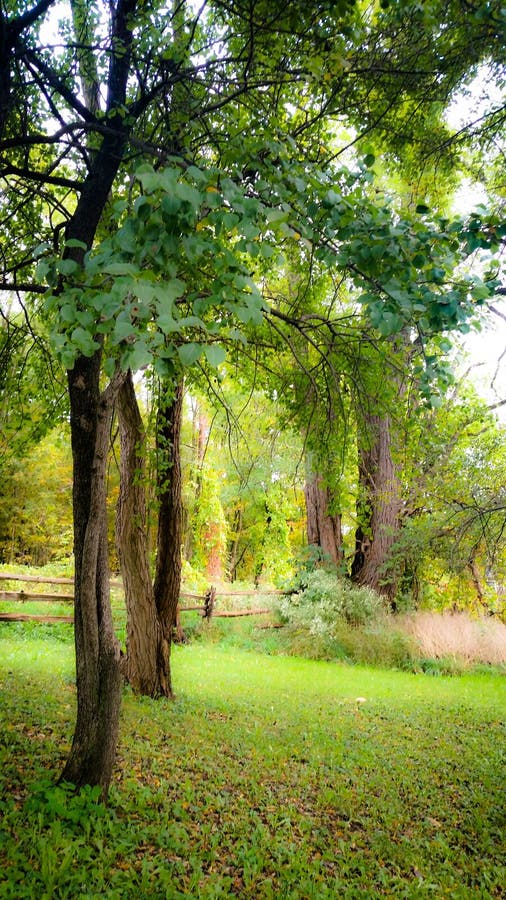 Dreamy trees stock photo. Image of dreamy, trees, country - 57959078
