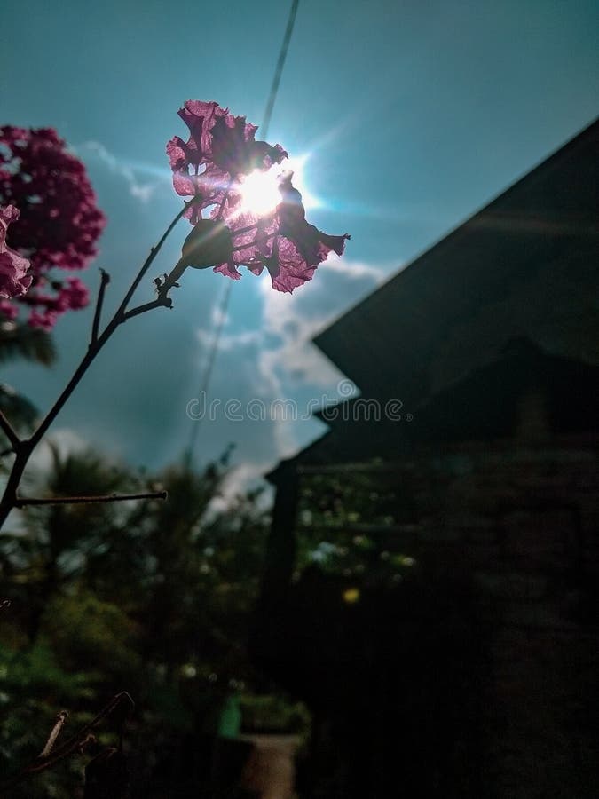 Dreary stock photo. Image of light, painting, plant - 222028590