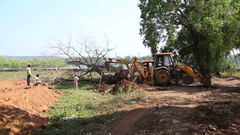 Tree Roots and Rocks in Yucatan Mexican Cenote. Stock Video - Video of ...