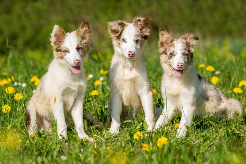 Three Border Collie Puppies Sitting in a Dandelion Meadow Stock Image ...