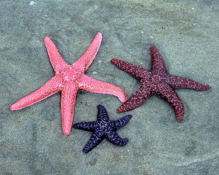 Drei bunte Starfish stockbild. Bild von schwimmbad, geschöpfe - 12673707