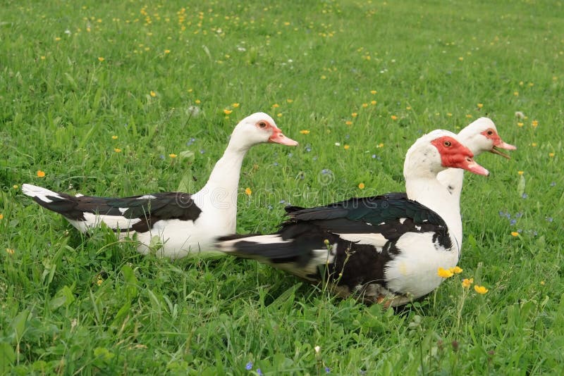 Drei chinesische Enten stockbild. Bild von frühjahr, bauernhof - 14494189