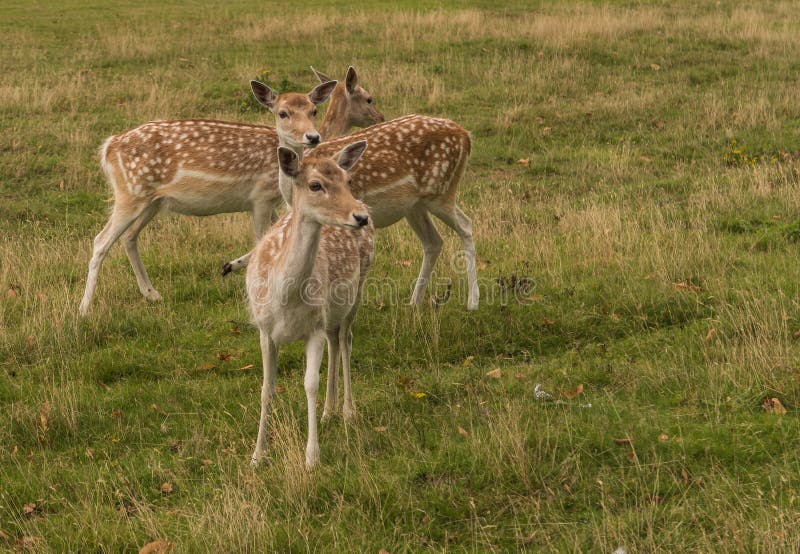 Drei Damhirsche stockfoto. Bild von wiese, gras, england - 60778220