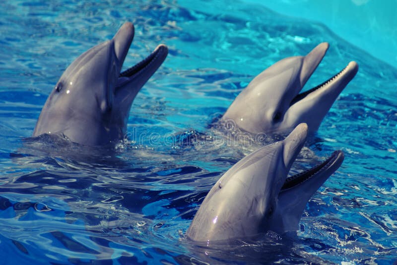 Drei Delphine im Wasser stockbild. Bild von tier, feiertag - 46062989