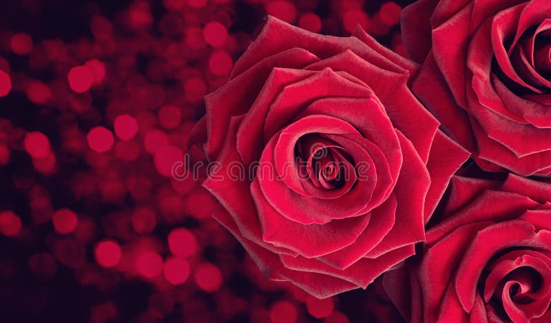 Drei dunkelrote Rosen stockfoto. Bild von jahrestag, blumenblatt - 60088030