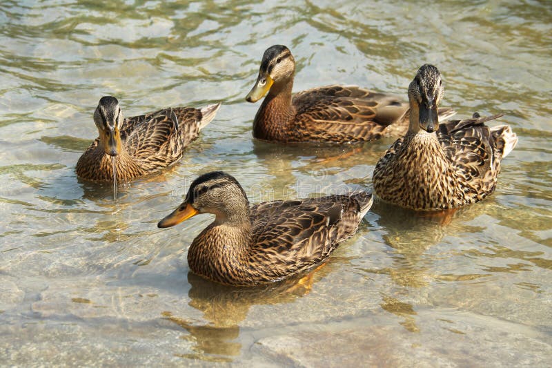 Drei Enten stockbild. Bild von menge, sommer, ente, tier - 155668219