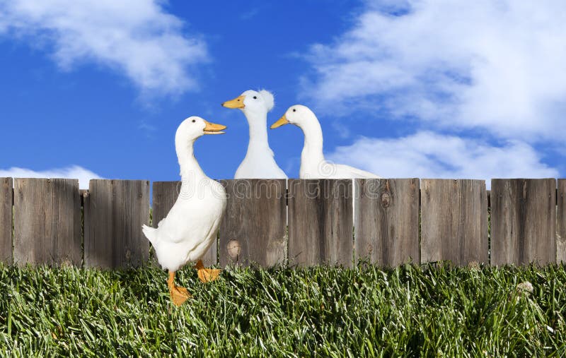 Drei Enten-Zaun stockfoto. Bild von gras, hölzern, gould - 28698196