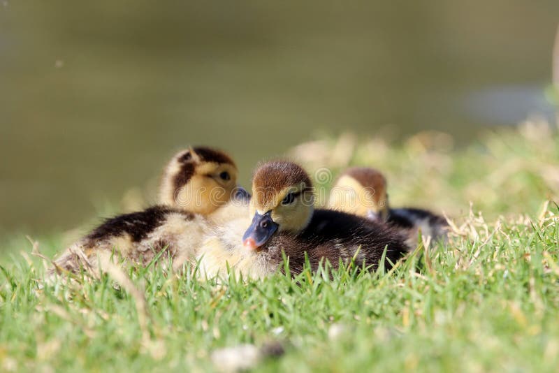 Ente mit Küken stockfoto. Bild von vernetzung, ökologie - 13784924