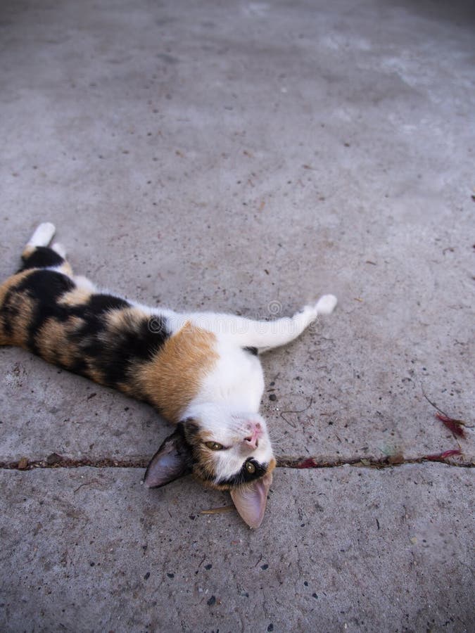 Drei Farbige Cat Lying Supine Stockfoto - Bild von katze, waschbär ...