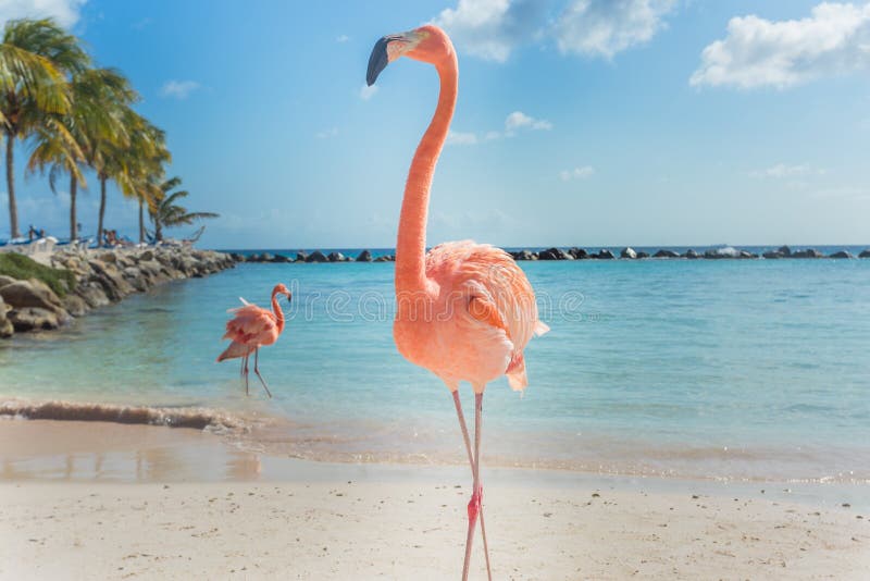 Drei Flamingos Auf Dem Strand Stockfoto - Bild von schön, rosa: 81384720