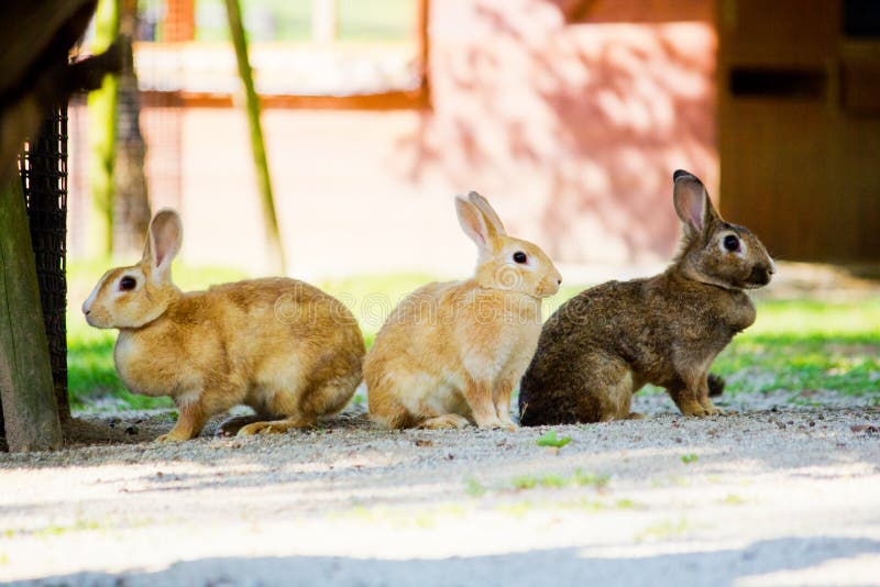 Drei Kaninchen Bild. Bild: 4169942