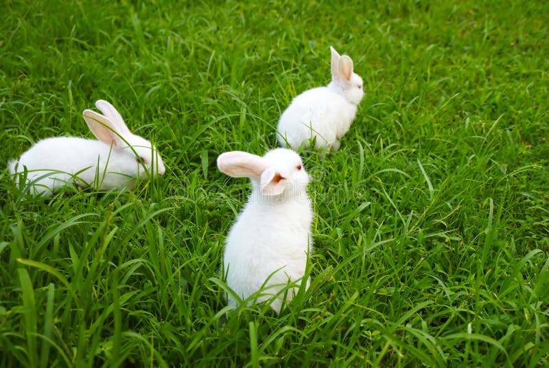Drei Kaninchen stockbild. Bild von panorama, tier, säugetier - 19501821