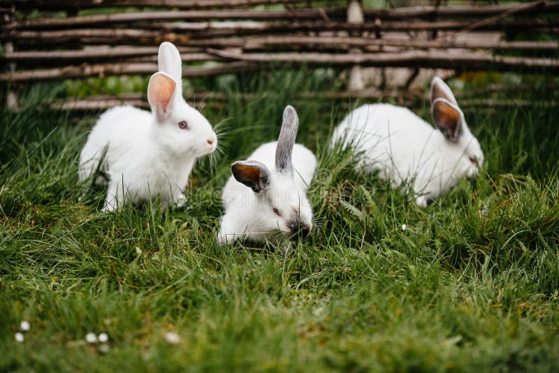 Drei Wenige Häschen-Kaninchen Auf Dem Gras Stockbild - Bild von drei ...