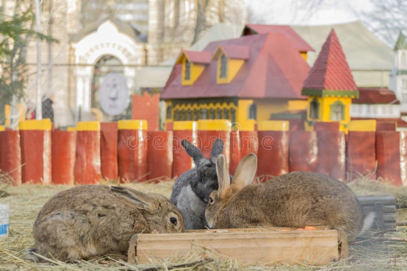 Drei Kaninchen Bild. Bild: 4169942