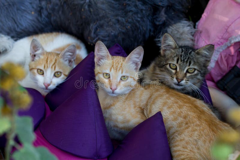 Drei Katzen stockfoto. Bild von beleibt, schlucht, tier - 163500